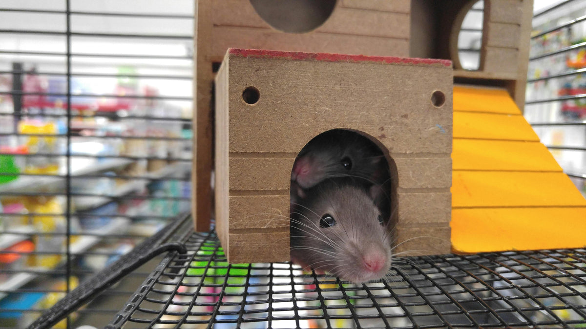 Common Rat Trapping Mistakes and How to Avoid Them — Trapsters USA ...